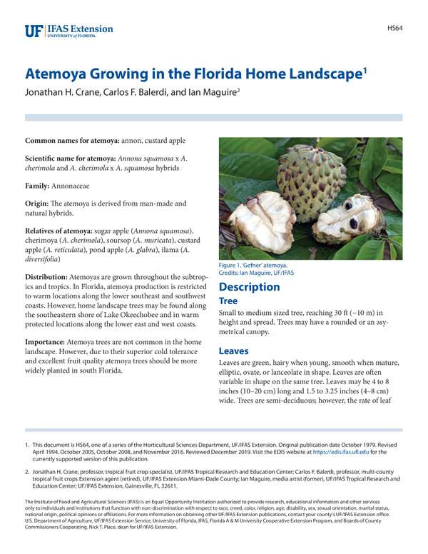Atemoya Growing in the Florida Home Landscape | ECHOcommunity.org