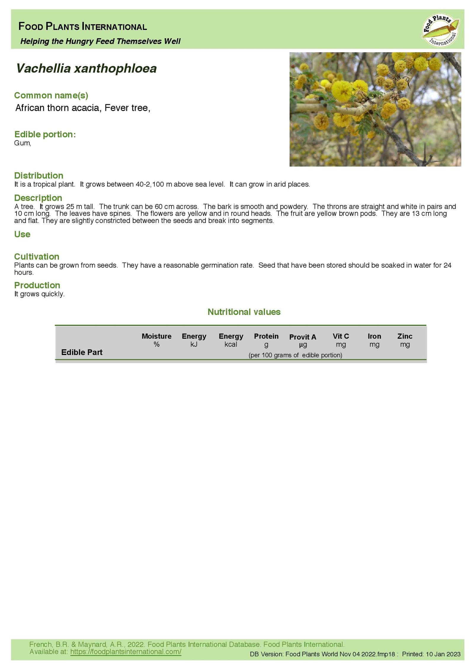 Vachellia xanthophloea - Fever Tree | ECHOcommunity.org