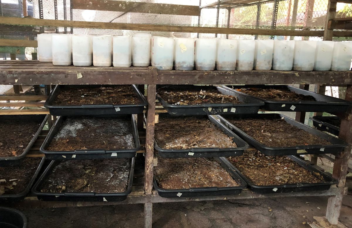 AN 41 BSF Fig5 | ECHOcommunity.org