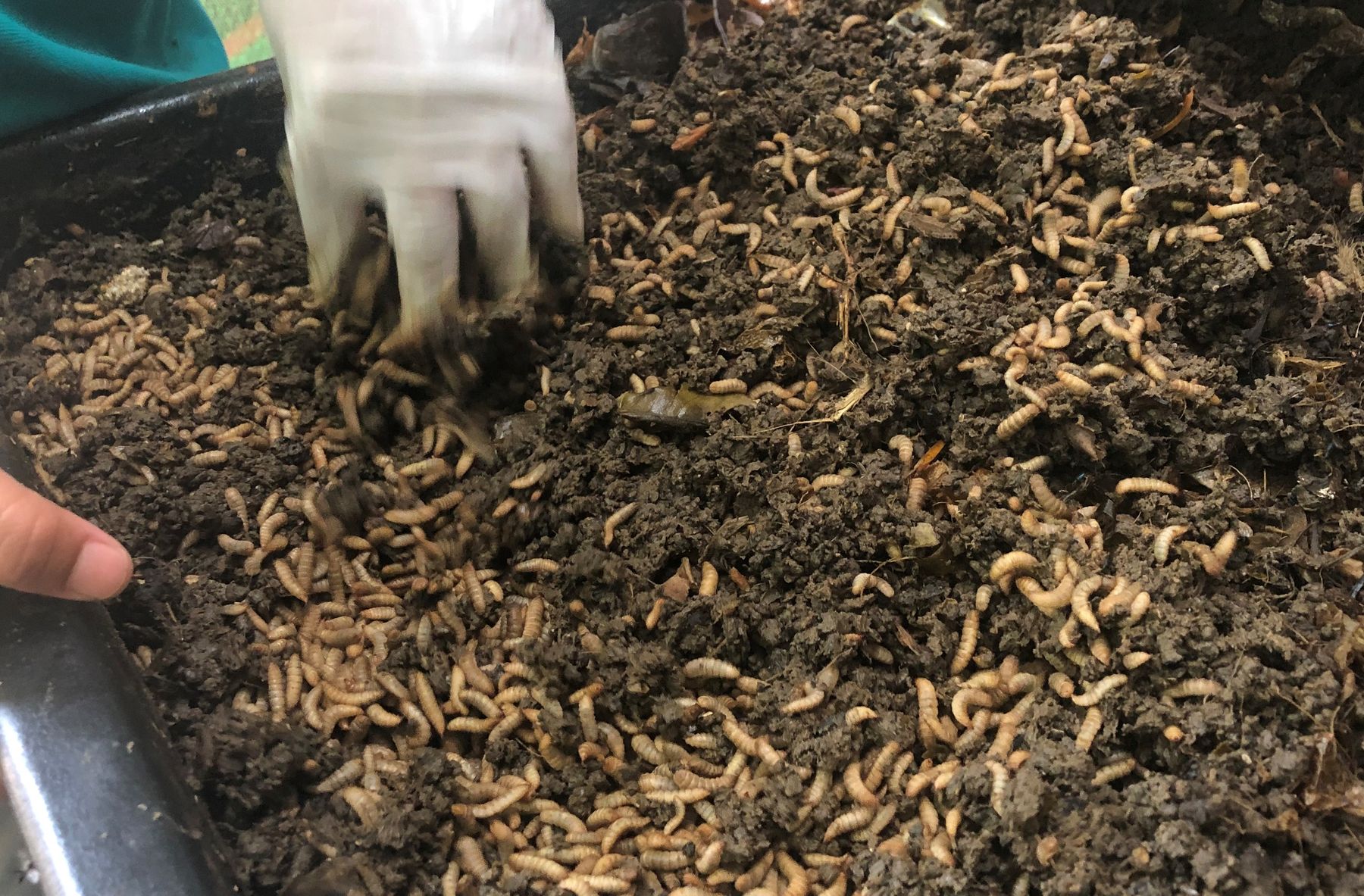 AN 41 BSF Fig3 | ECHOcommunity.org