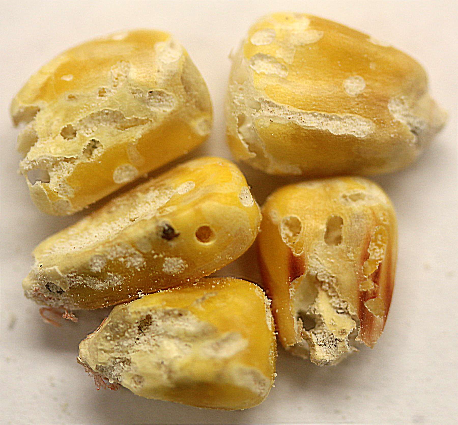 Low Oxygen Methods for Insect Control in Seeds | ECHOcommunity.org