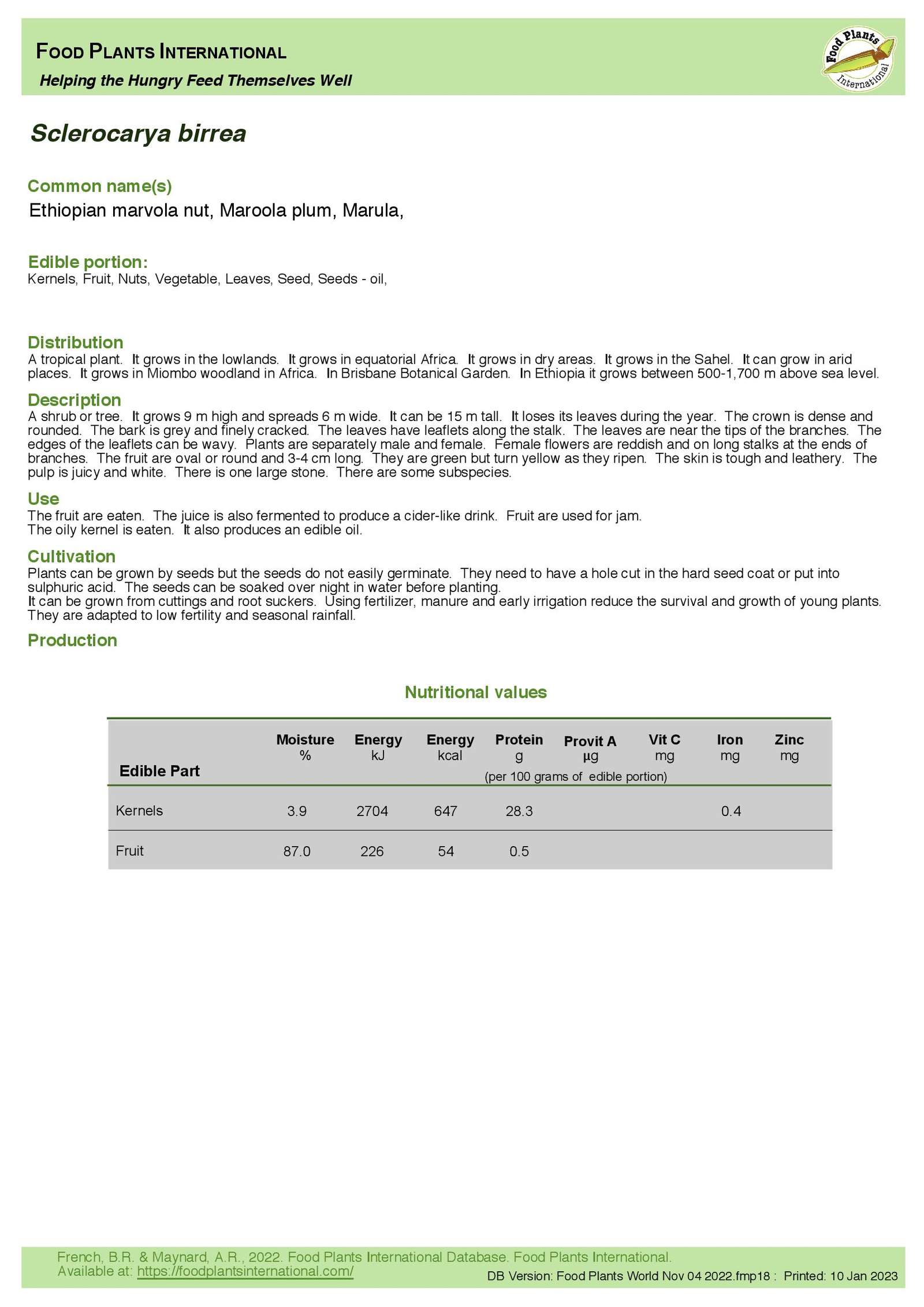 Sclerocarya birrea - Ethiopian Marvola Nut, Maroola Plum, Marula ...