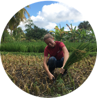 Gretchen harvesting Rice | ECHOcommunity.org