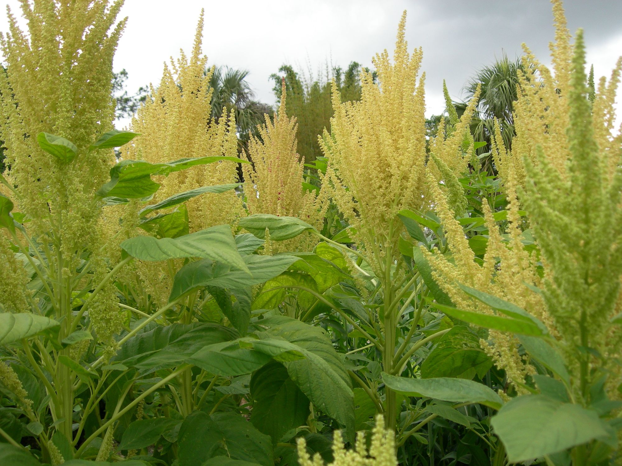 TN91 Grain Amaranth | ECHOcommunity.org