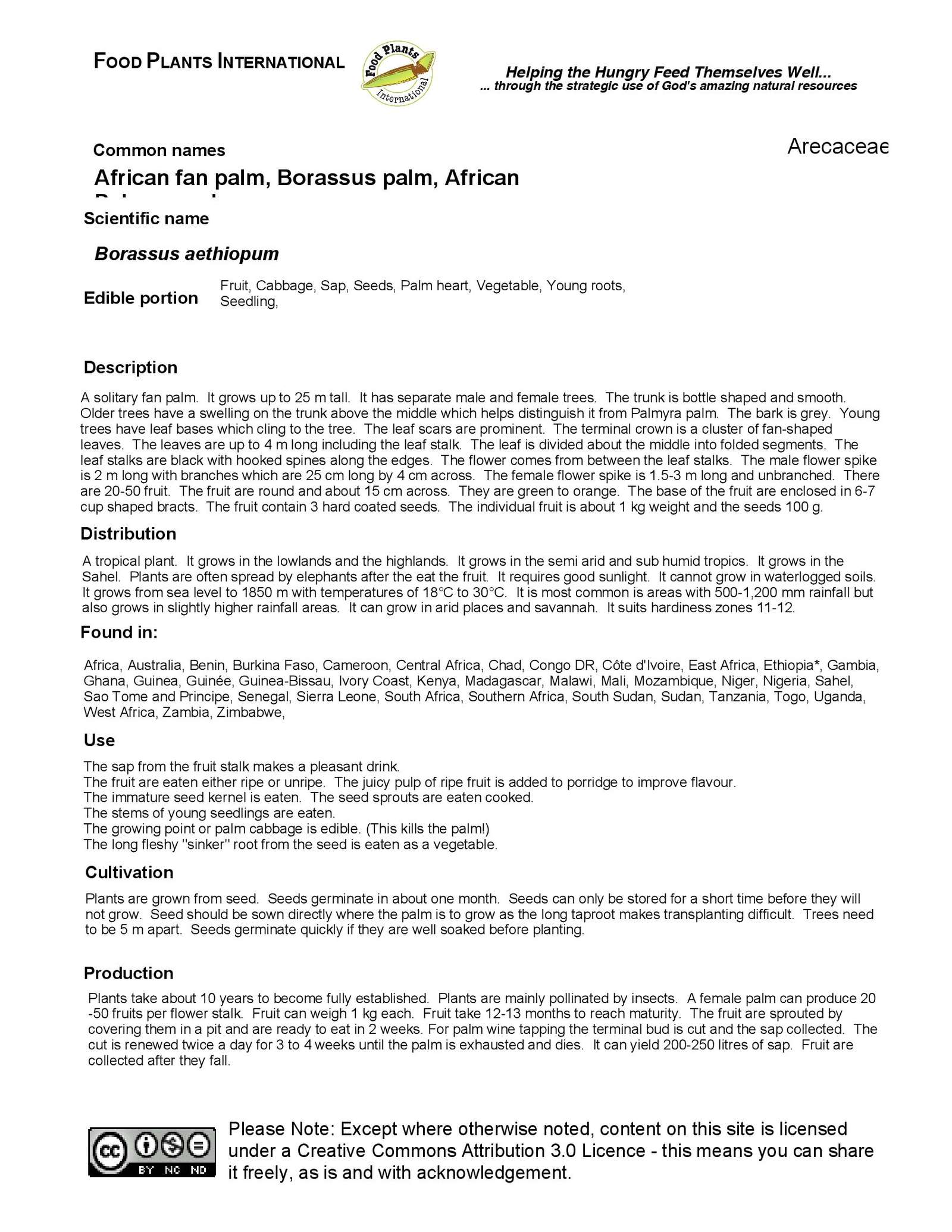 Borassus aethiopum - Borassus Palm | ECHOcommunity.org