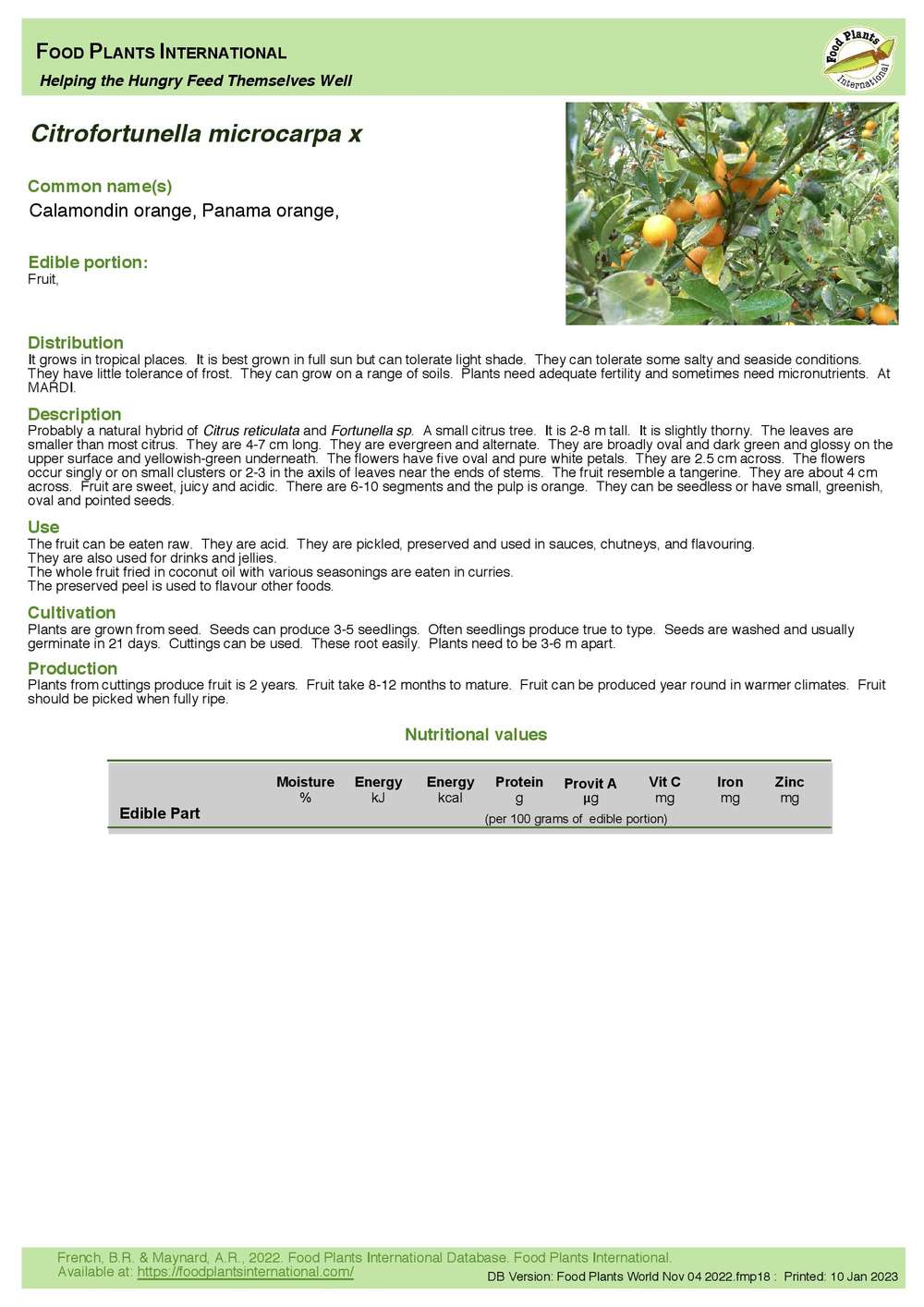 Citrofortunella microcarpa x - Calamondin Orange, Panama Orange ...