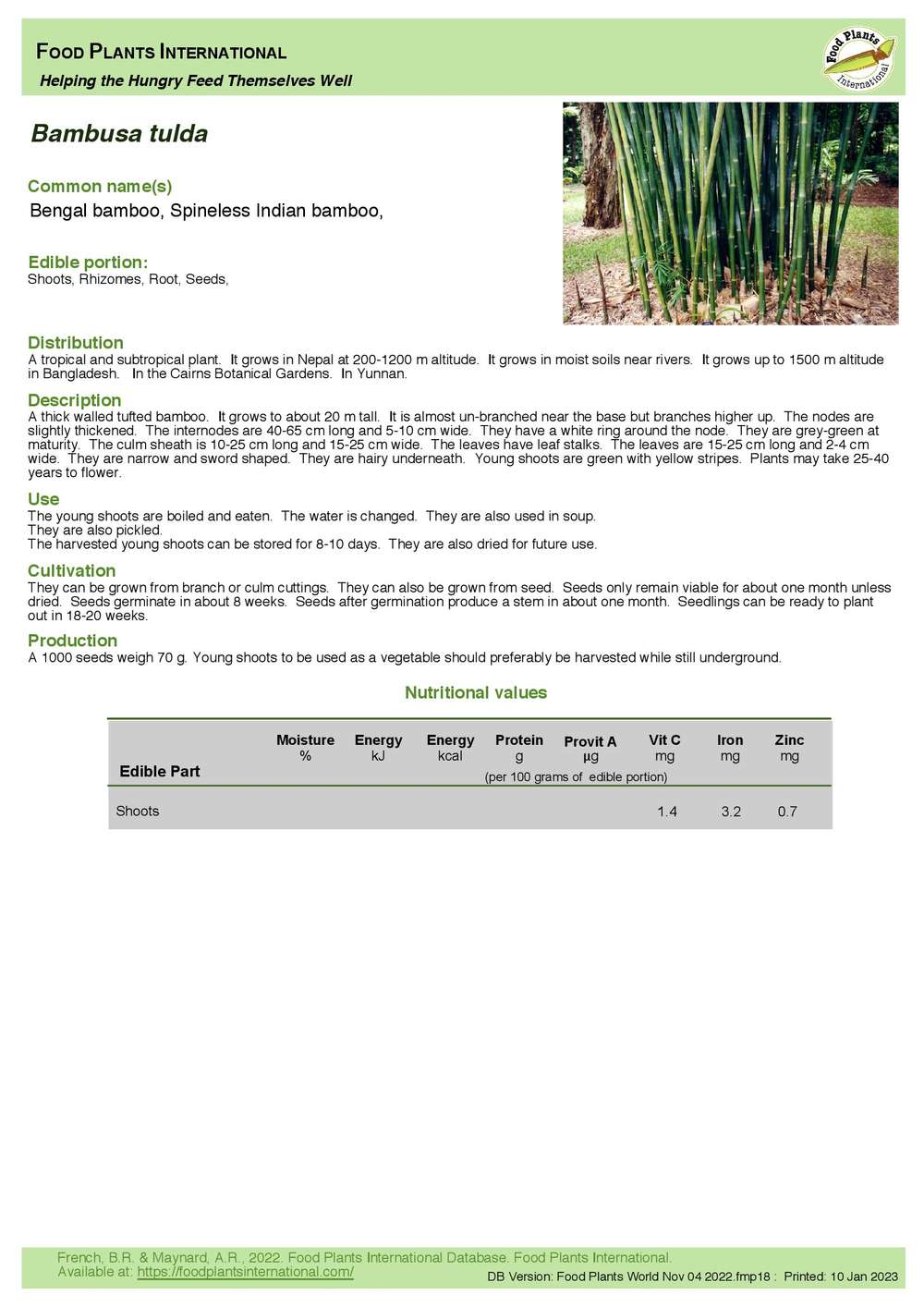 Bambusa tulda - Bengal Bamboo, Spineless Indian Bamboo | ECHOcommunity.org