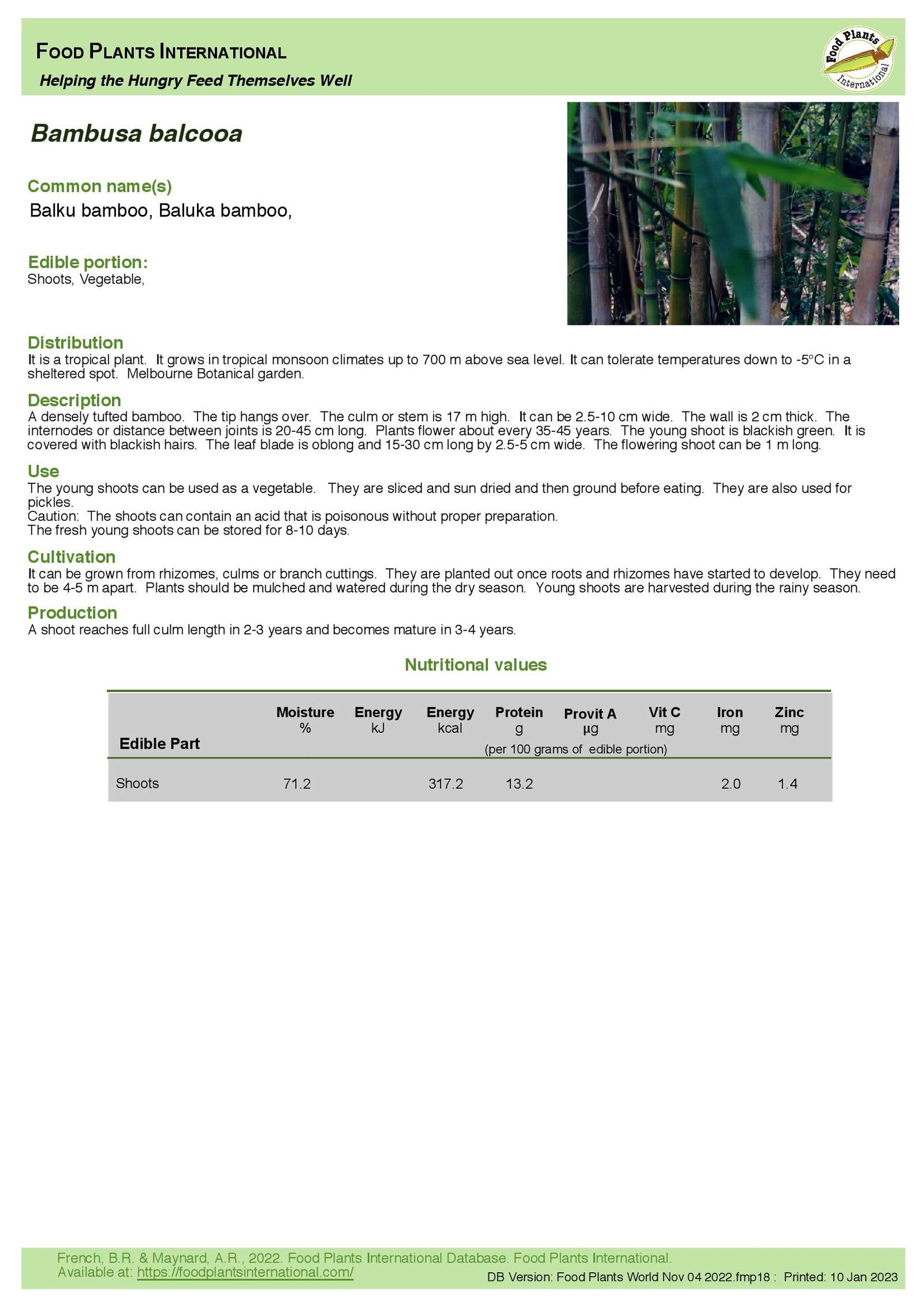 Bambusa balcooa - Balku Bamboo, Baluka Bamboo | ECHOcommunity.org