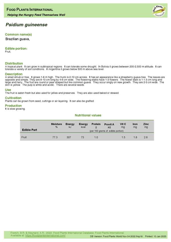 Psidium guineense - Brazilian Guava | ECHOcommunity.org
