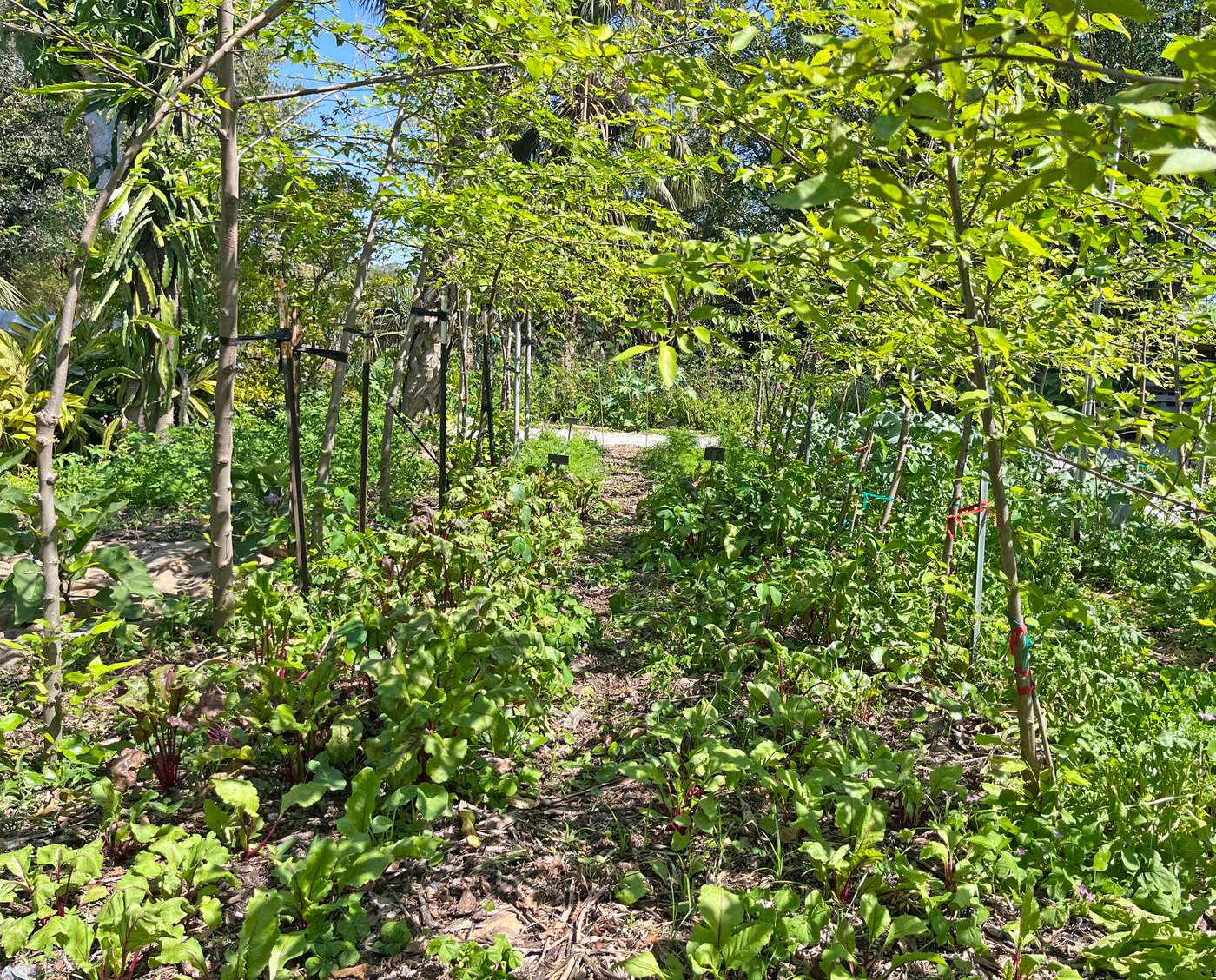 Guazuma ulmifolia, a multi-purpose tree | ECHOcommunity.org