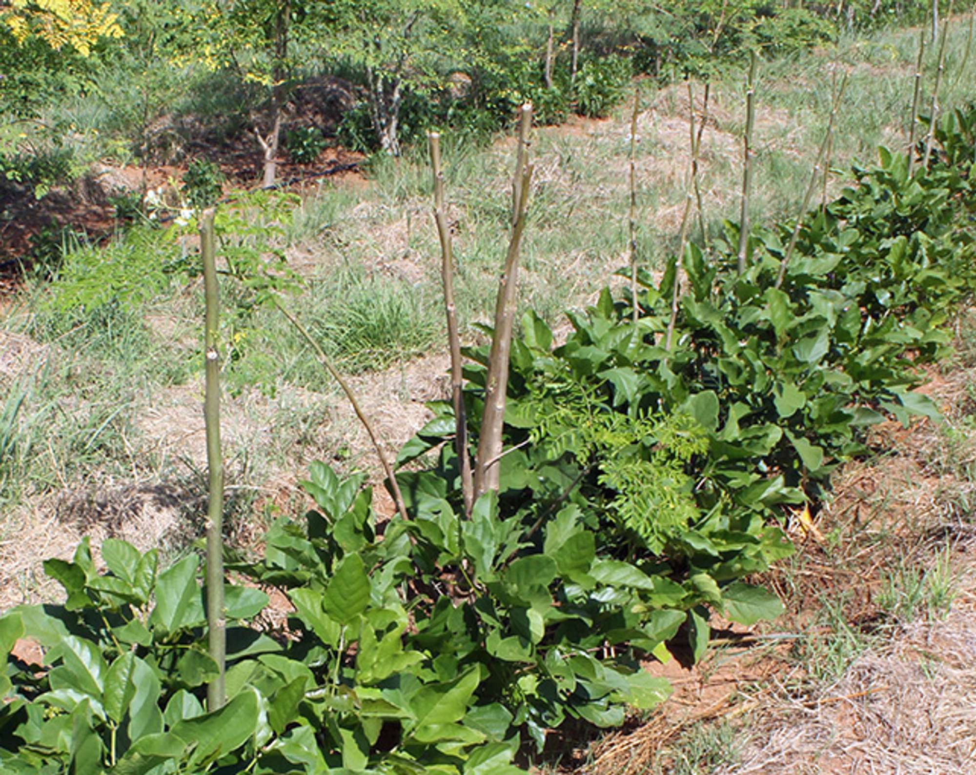 Moringa Productivity with Legume Intercropping | ECHOcommunity.org