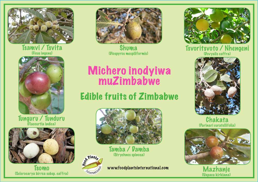 Edible Fruits of Zimbabwe | ECHOcommunity.org