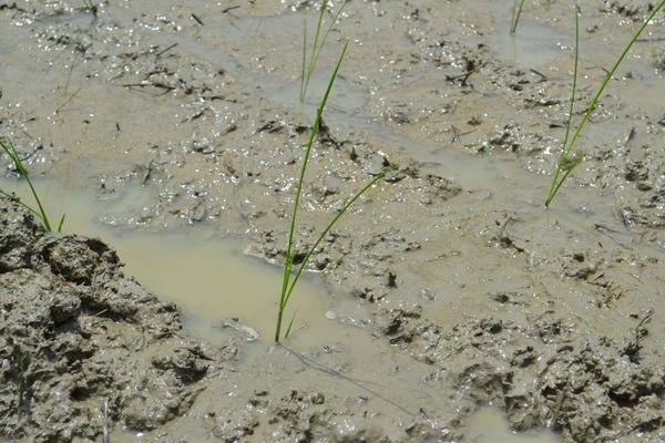 18 SRI single seedling planted | ECHOcommunity.org