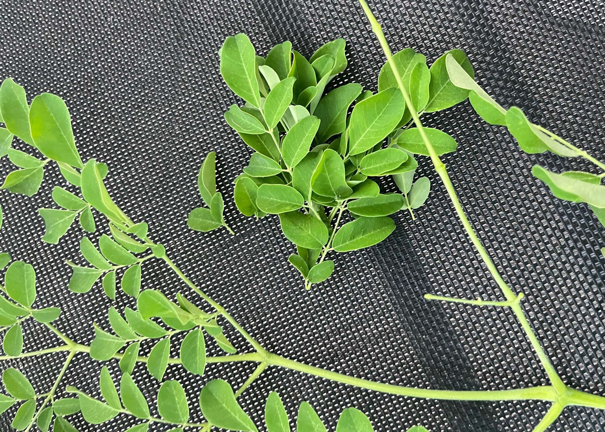 Harvesting and Drying Considerations for Quality Moringa Leaf Powder ...