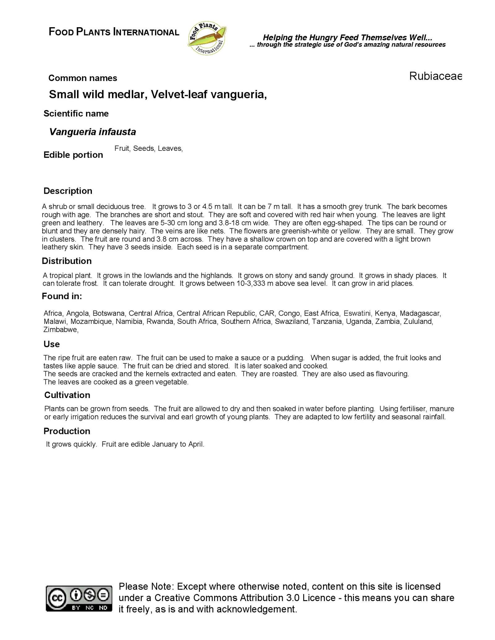 Vangueria infausta - Wild Medlar | ECHOcommunity.org