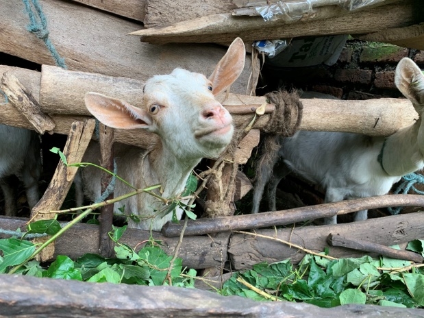 A goat checking out the survey team… | ECHOcommunity.org