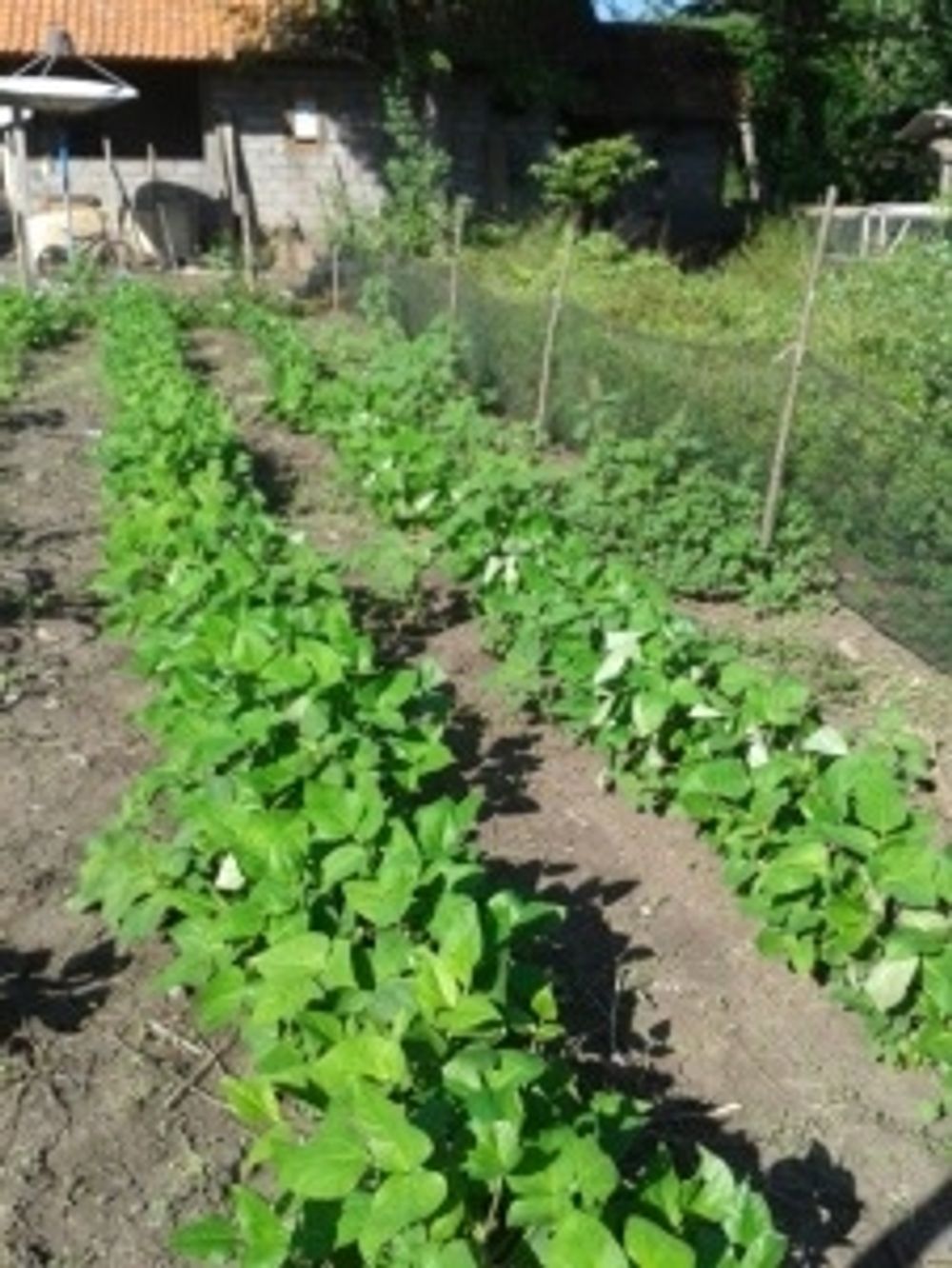 Cow Pea Thailand long and Cow Pea Mavuno | ECHOcommunity.org