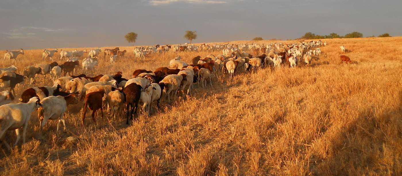 Maasai Pastoralists: Practices, Culture, and Role in Tanzanian Society ...