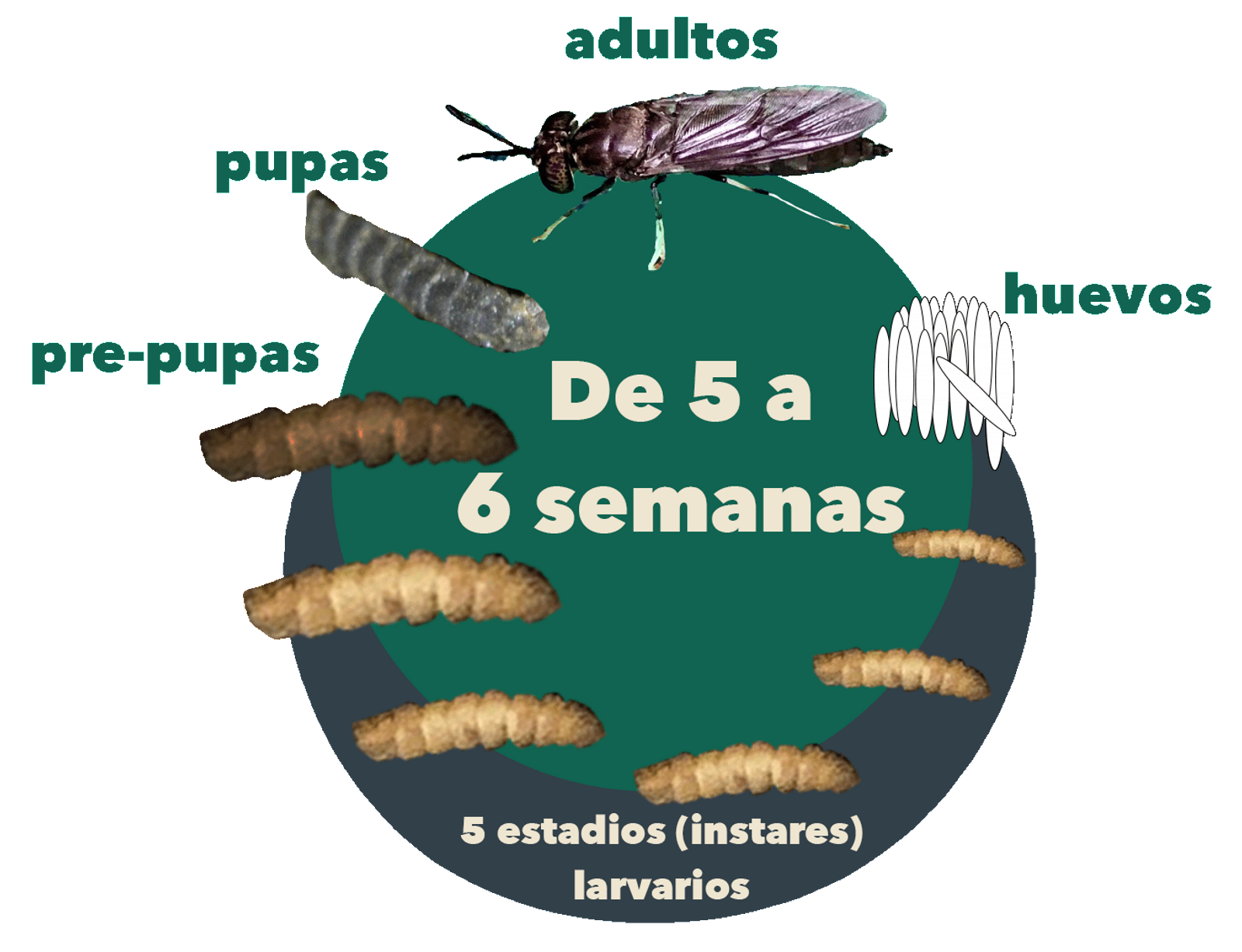 Producción de larvas de mosca soldado negra | ECHOcommunity.org