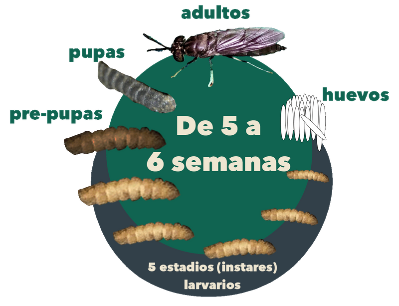 Producción de larvas de mosca soldado negra | ECHOcommunity.org