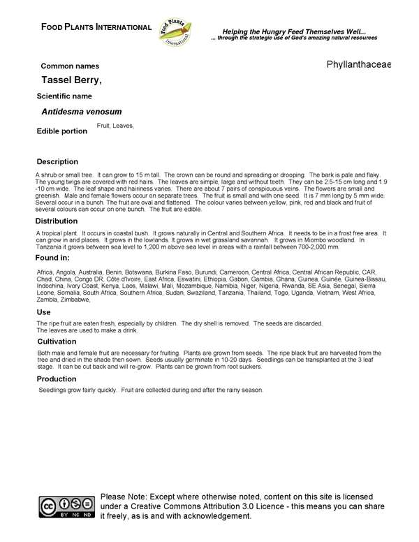 Antidesma venosum - Tassel Berry | ECHOcommunity.org