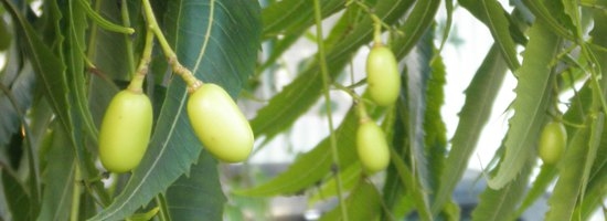 Neem Fruits | ECHOcommunity.org