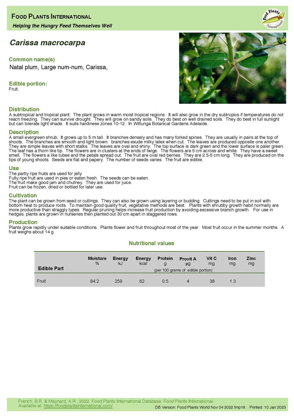Carissa macrocarpa - Natal Plum, Large Num-Num, Carissa | ECHOcommunity.org