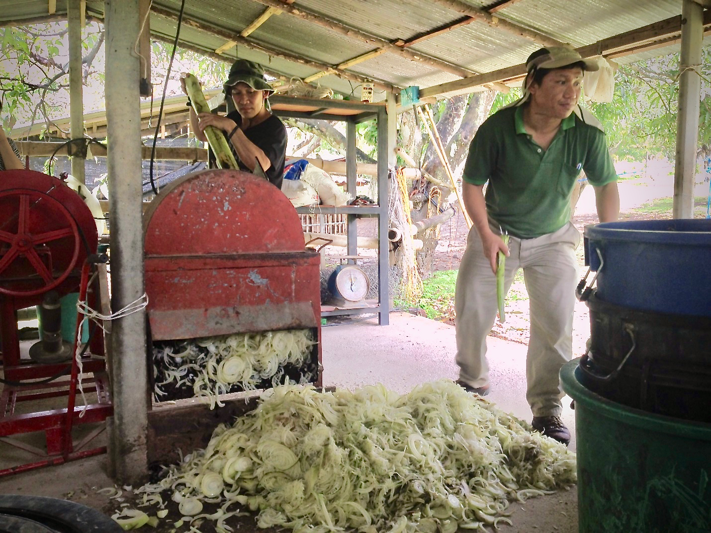 Making fermented banana stalk silage | ECHOcommunity.org