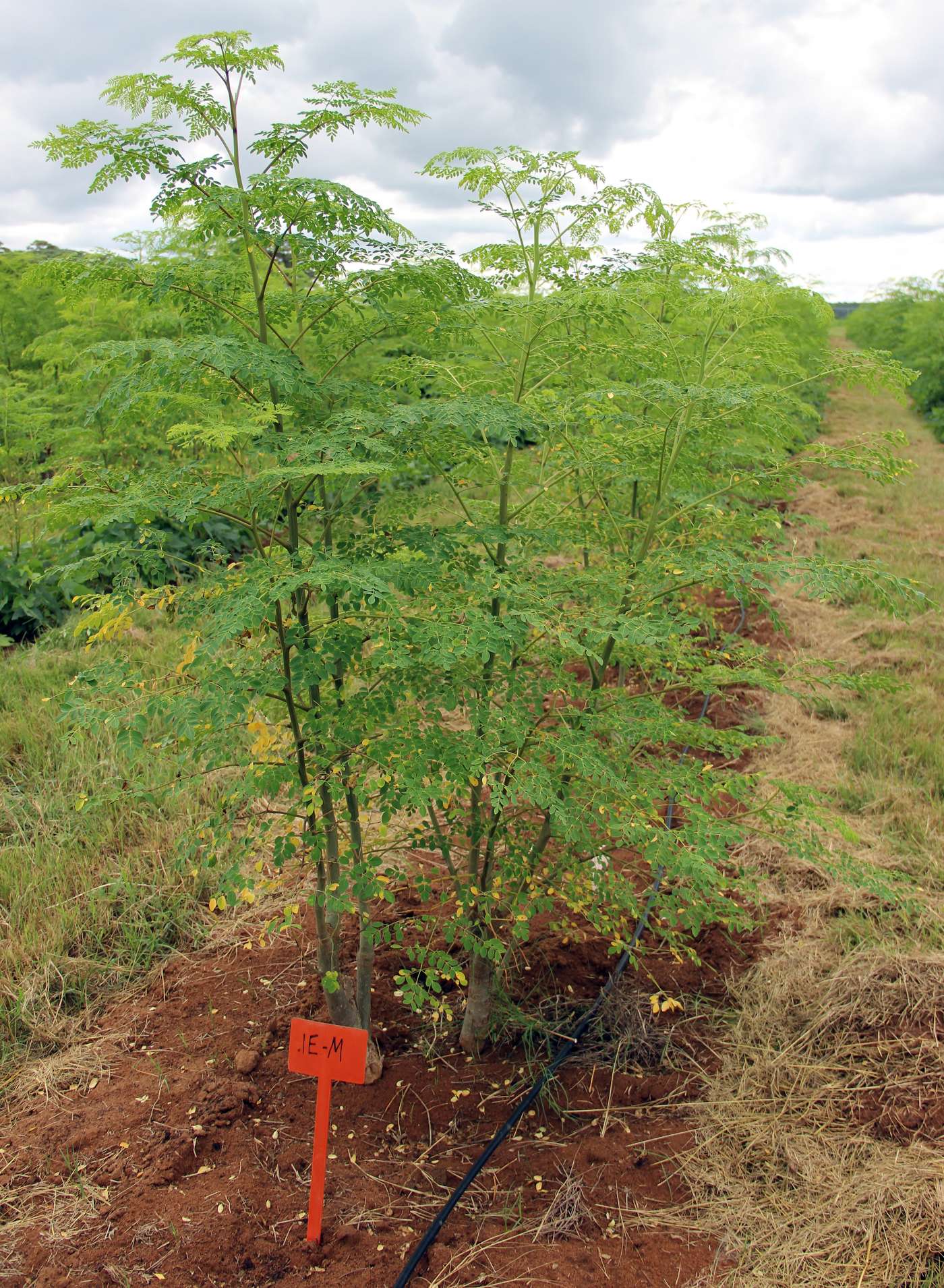 Moringa Productivity with Legume Intercropping | ECHOcommunity.org