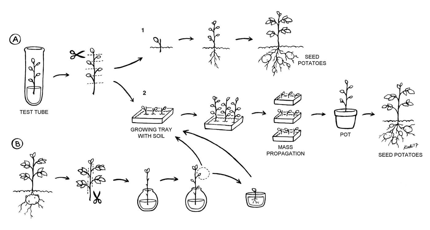 Inexpensive Mass Propagation Techniques for Introducing Improved Potato ...