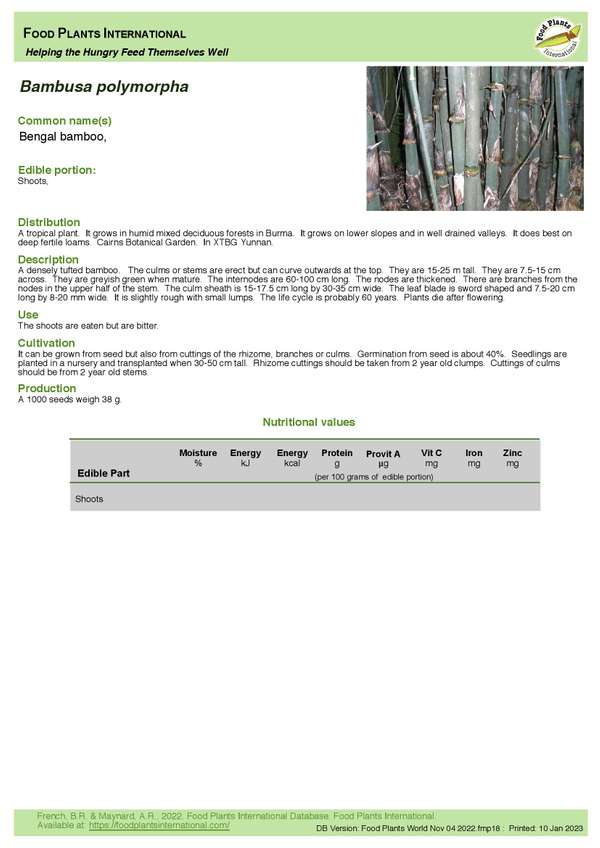 Bambusa polymorpha - Bengal Bamboo | ECHOcommunity.org