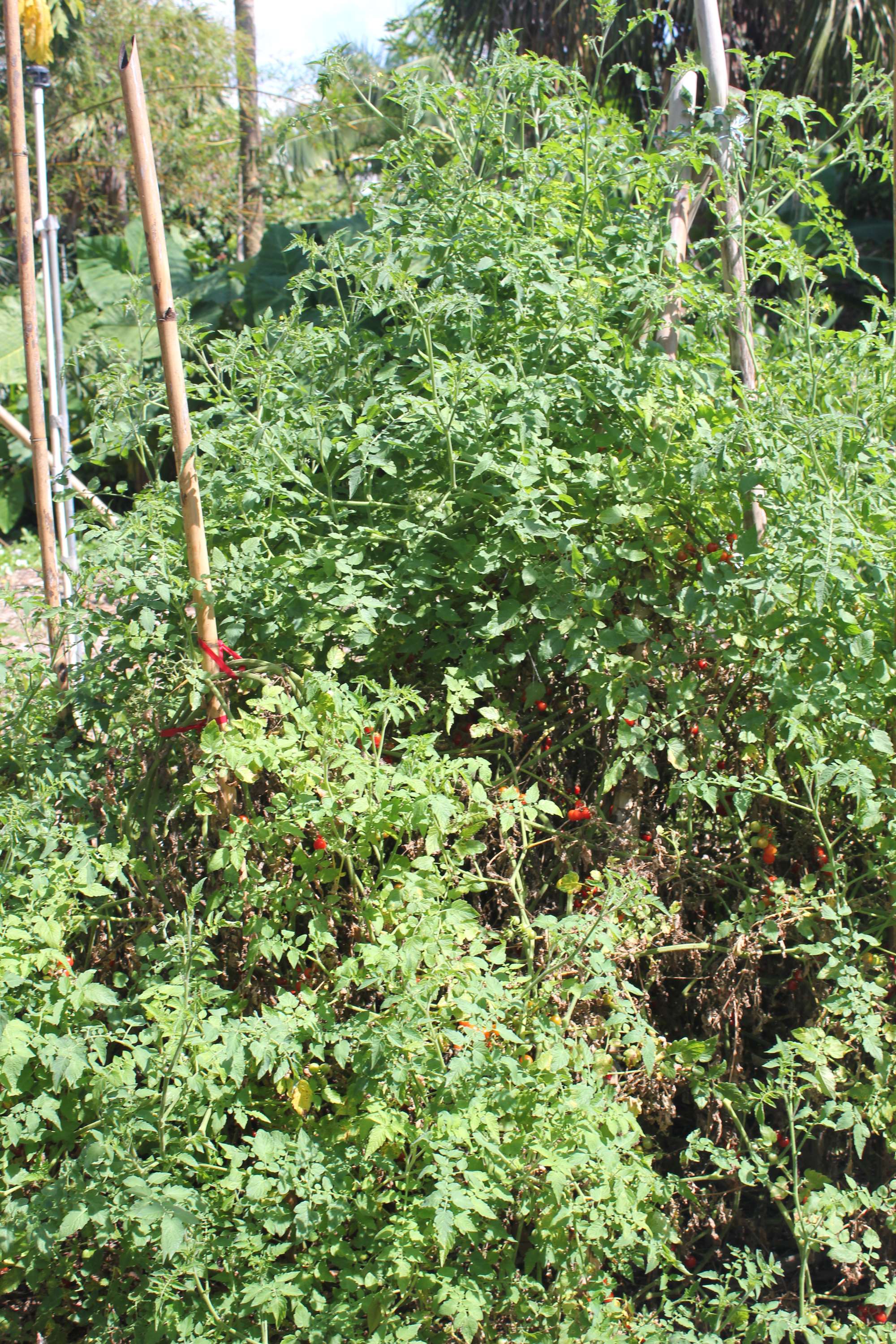 Everglades (Wild) Tomato | ECHOcommunity.org