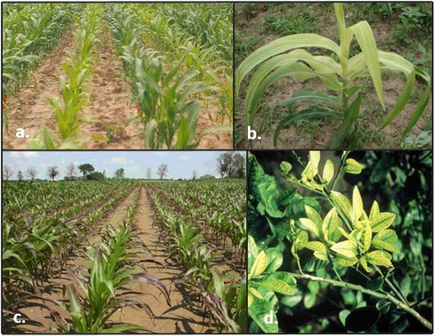 Diagnosing Crop Nutrient Deficiencies in the Field | ECHOcommunity.org