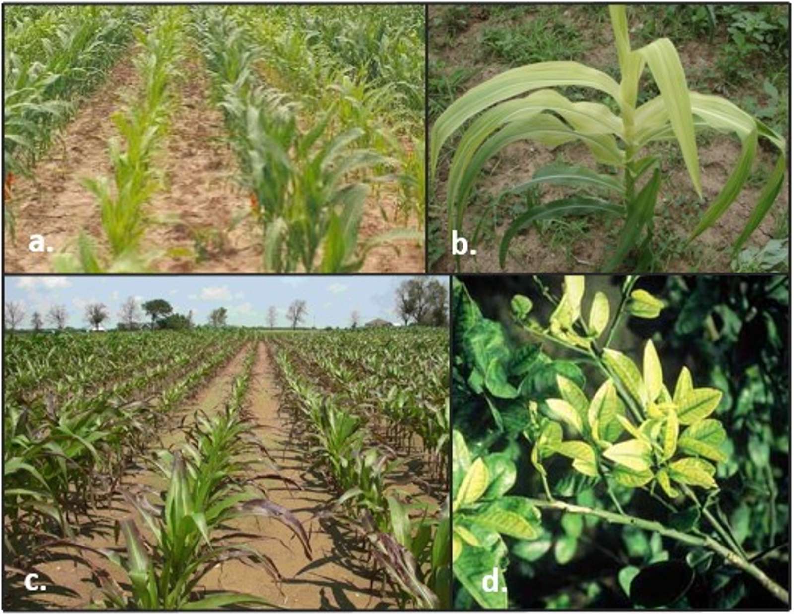 Diagnosing Crop Nutrient Deficiencies in the Field | ECHOcommunity.org
