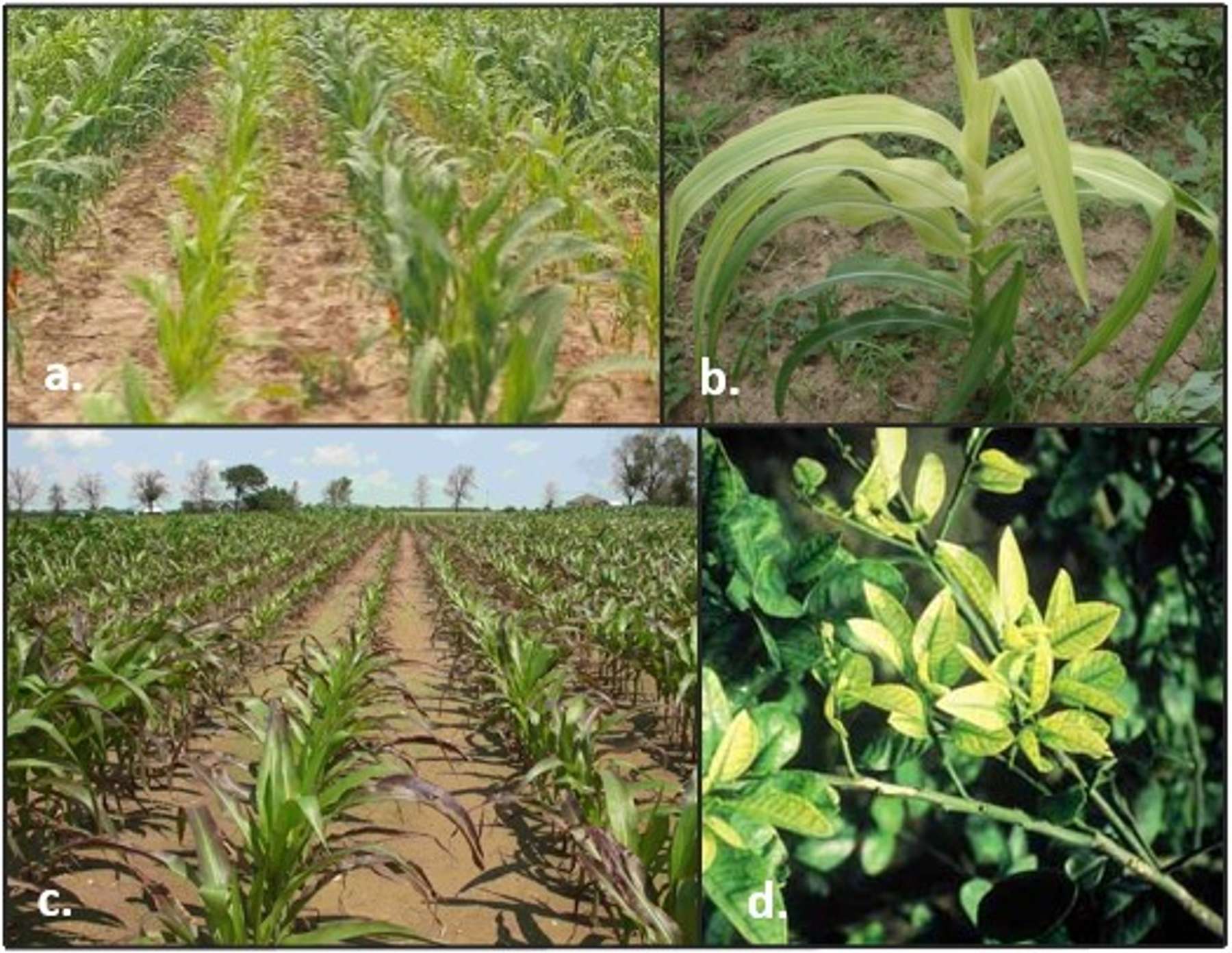 Diagnosing Crop Nutrient Deficiencies in the Field | ECHOcommunity.org