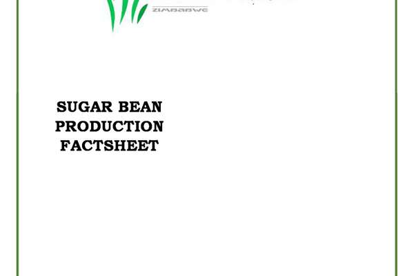 C - Sugar Bean Production Factsheet – LSFP | ECHOcommunity.org