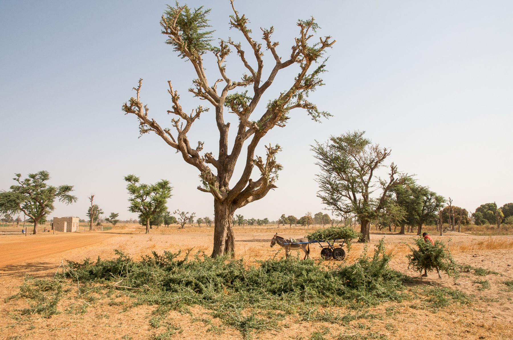 Farmer gathering branches from a Faidherbia aldbida tree to use as ...