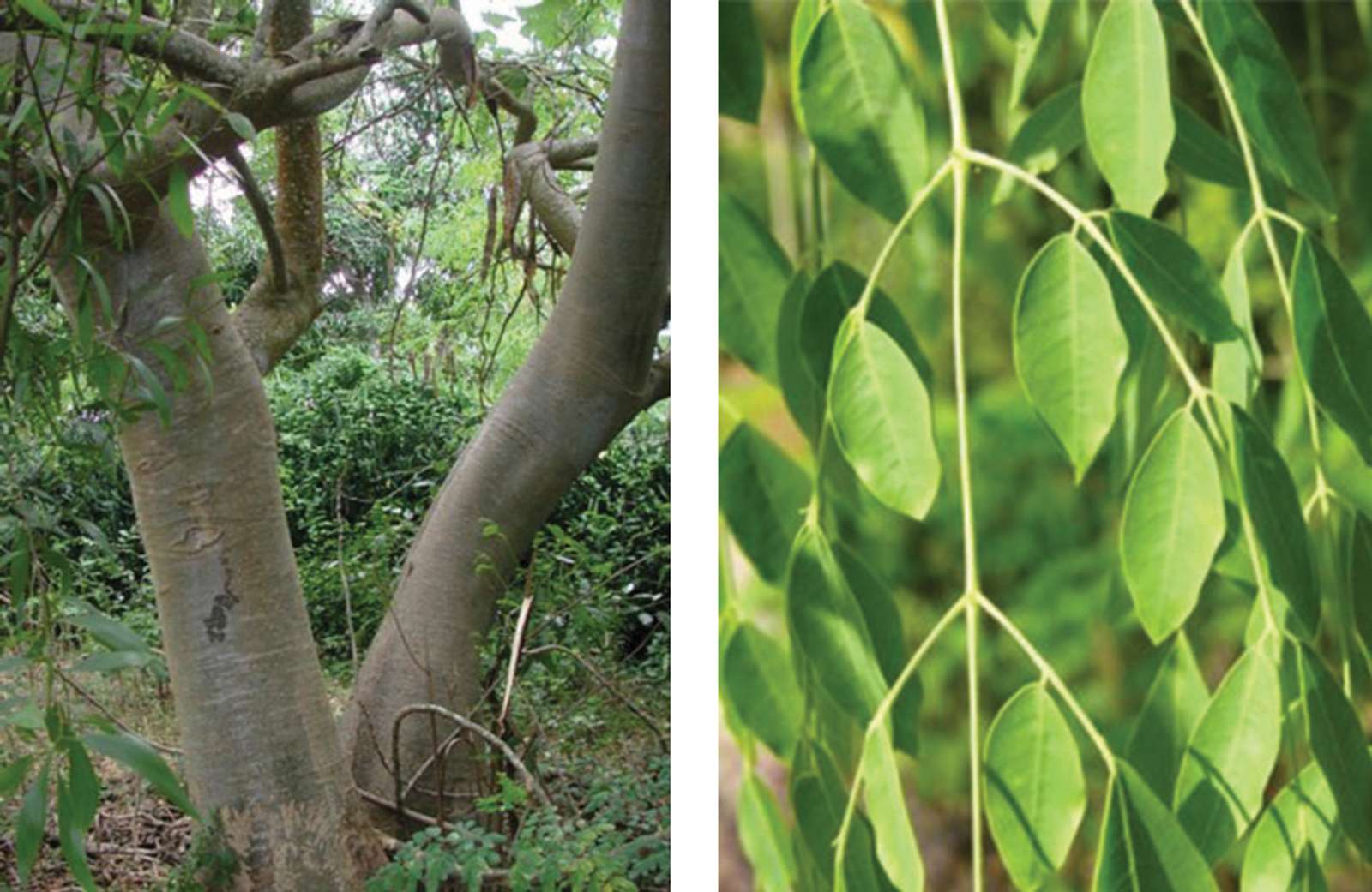 TN #12 The Moringa Tree | ECHOcommunity.org