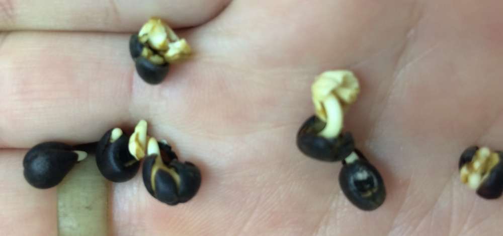 Factors that Impact Seed Germination | ECHOcommunity.org