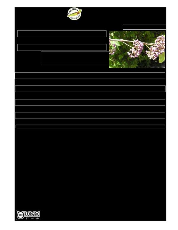 Callicarpa rubella | ECHOcommunity.org