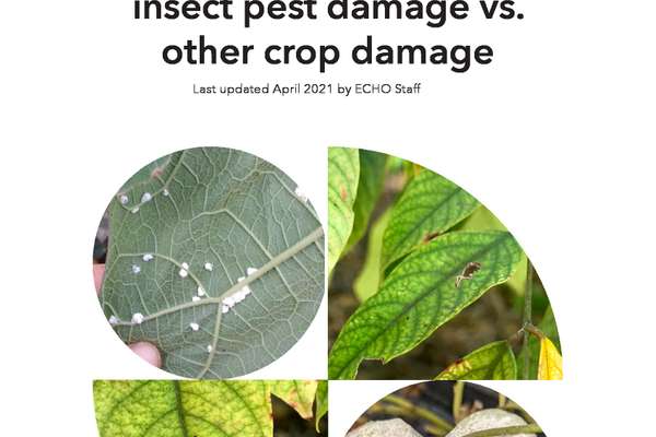 ECHO quick photo guide of insect pest damage vs. other crop damage ...