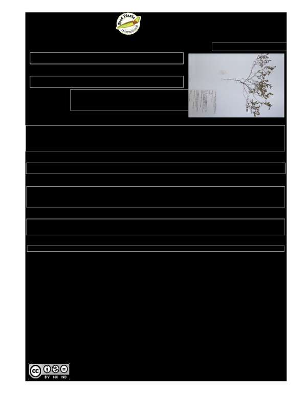 Glinus oppositifolius | ECHOcommunity.org