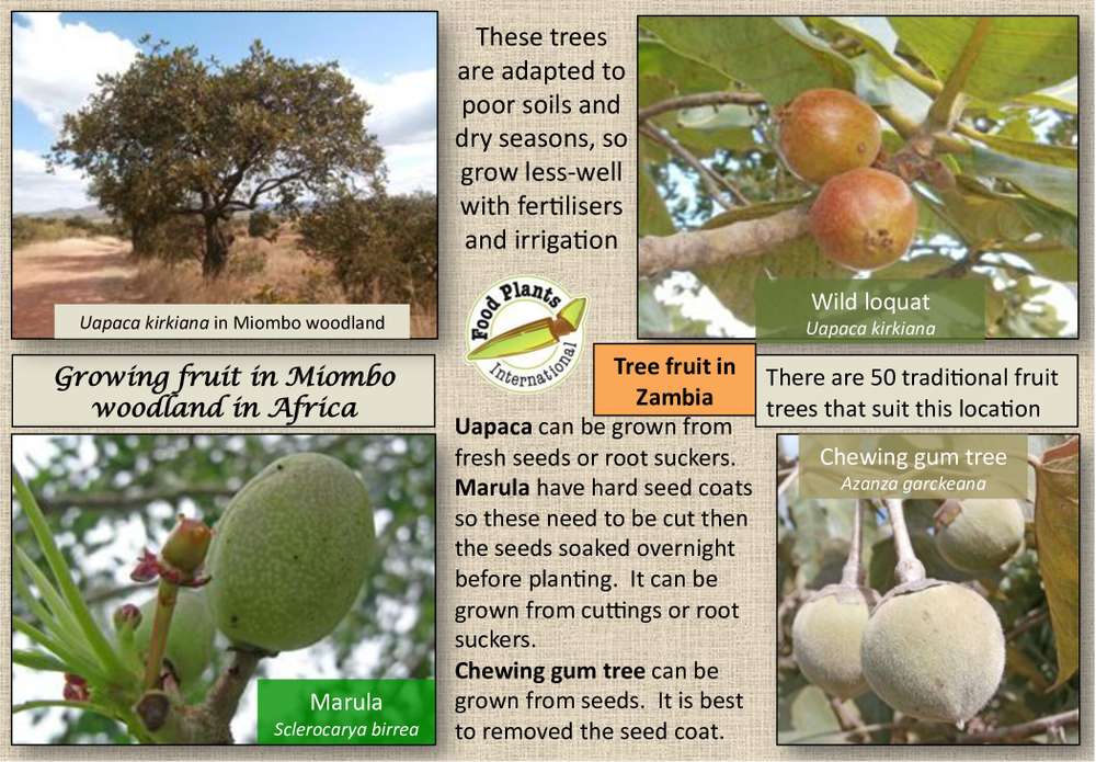 Miombo Woodlands Fruit Trees | ECHOcommunity.org