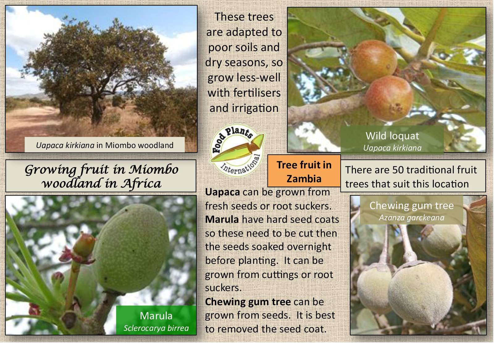 Miombo Woodlands Fruit Trees | ECHOcommunity.org