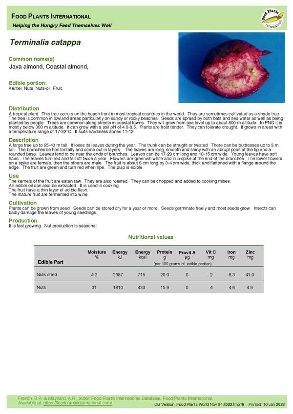 Terminalia catappa - Java almond, Coastal almond, Tropical almond, Sea ...