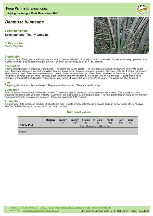 Bambusa blumeana - Spiny Bamboo, Thorny Bamboo | ECHOcommunity.org