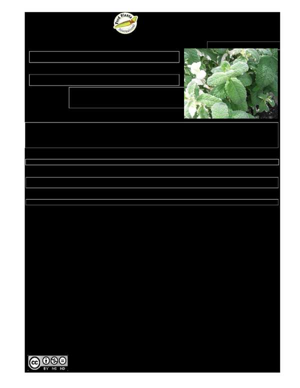 Mentha rotundifolia | ECHOcommunity.org