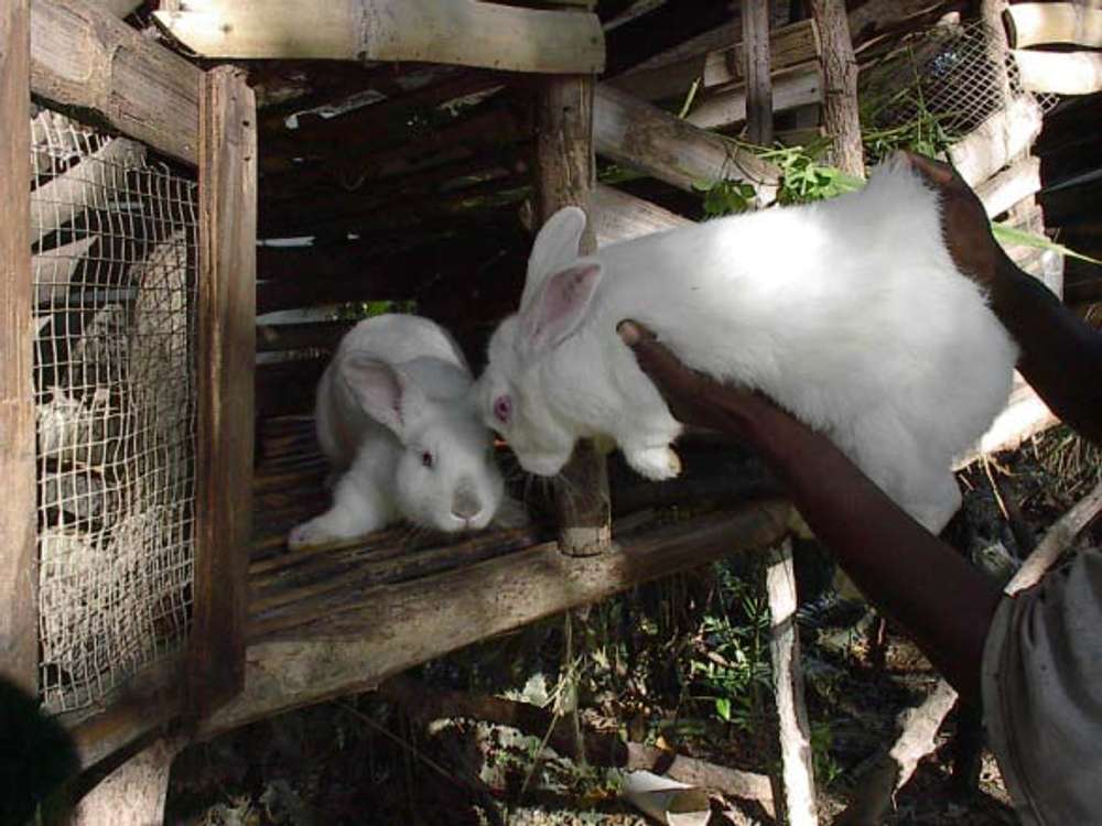 TN #58 Tropical Rabbit Production: A Guide to Raising Rabbits with Few ...