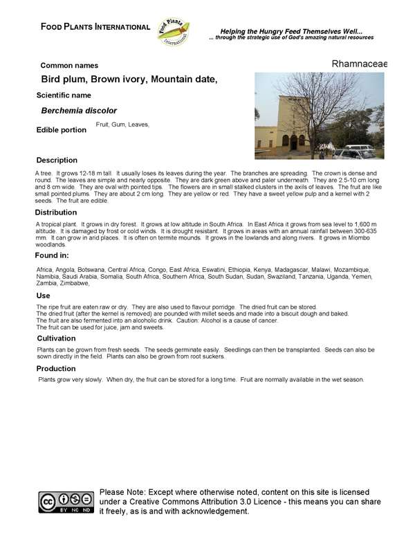 Berchemia discolor - Bird Plum | ECHOcommunity.org
