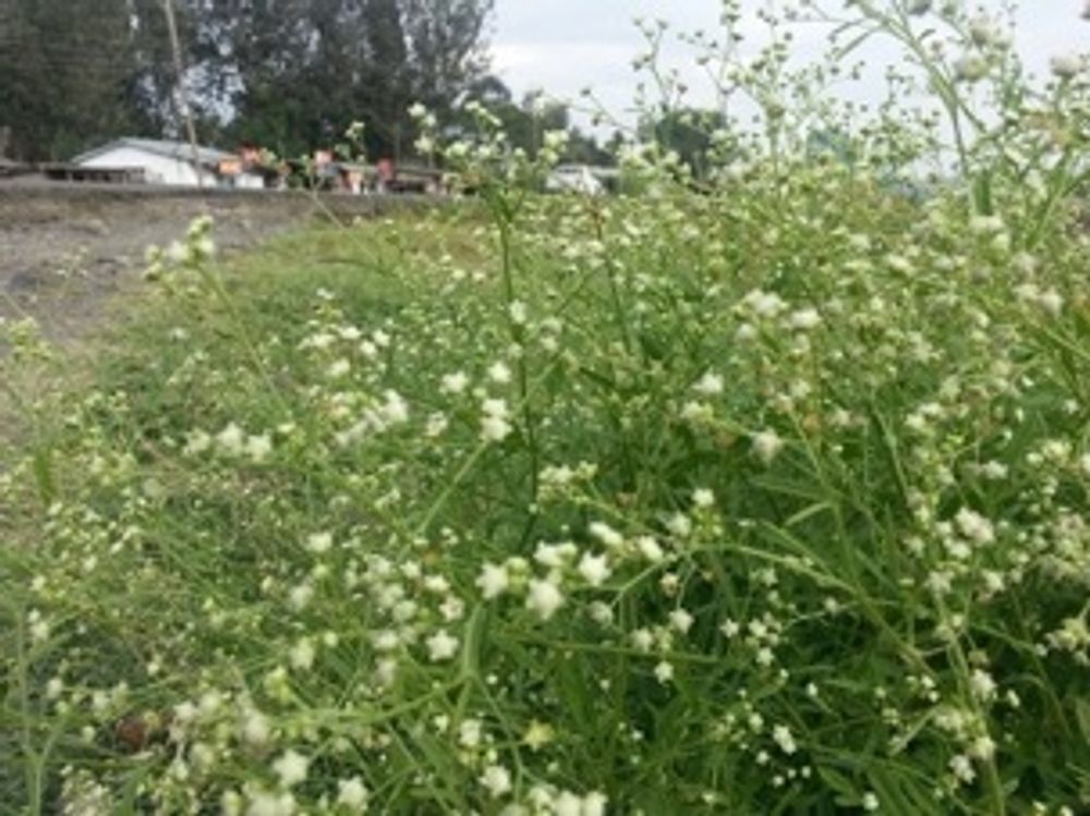 Parthenium hysterophorus growing outside of Arusha, Tanzania ...